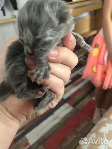 Британские котята в добрые руки