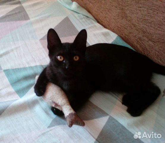 Чудный котик