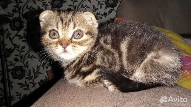 Шотландская кошка
