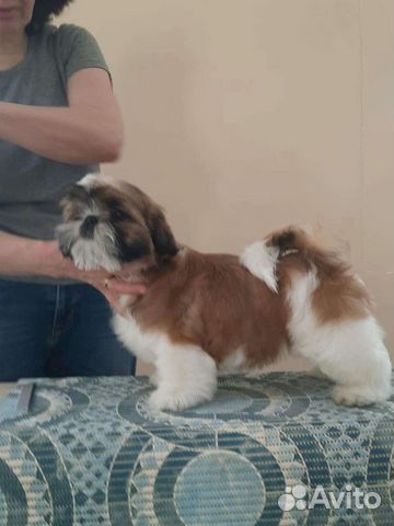 Щенки ши-тцу