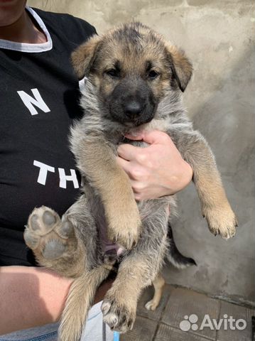 Щенки немецкой овчарки (только девочки)