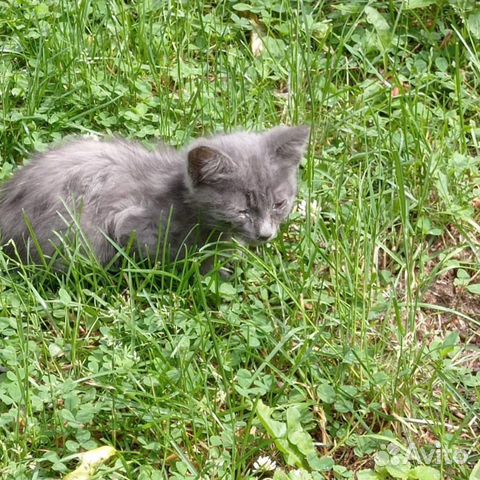 Умирает котенок