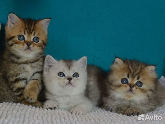 Британцы красивые