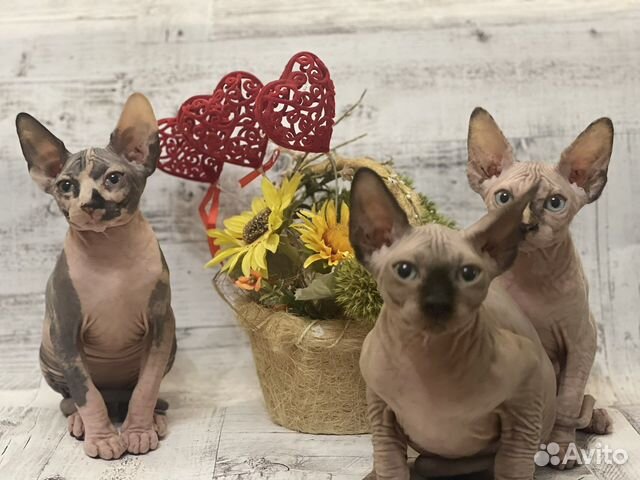 Канадский сфинкс