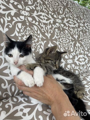 Самые ласковые котятки ищут дом