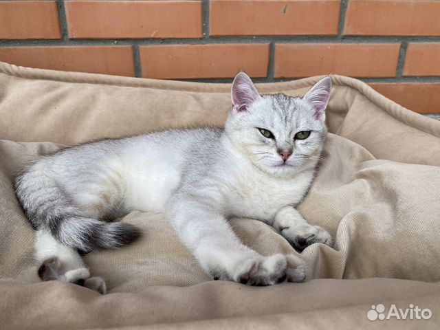 Котенок британская шиншилла