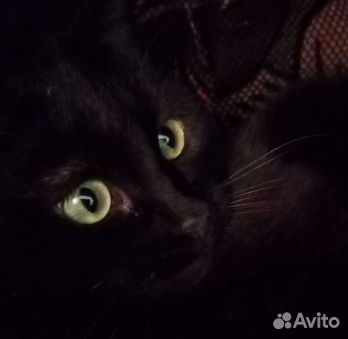 Кошка в дар