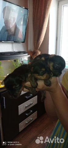 Продам два мальчика и девочку мини йорики