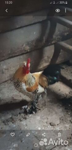 Куры петухи
