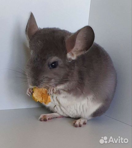 Шиншилленок мальчик фио нкпа 100 3 мес
