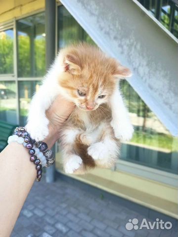Котенок