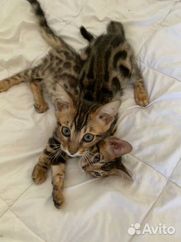Бенгальские котята