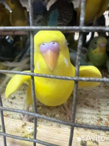 Волнистые попугаи оптом