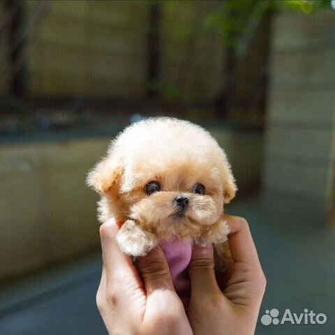 Мальтипу Микро из Кореи