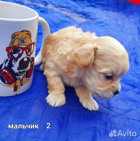 Мальтипу mini и micro