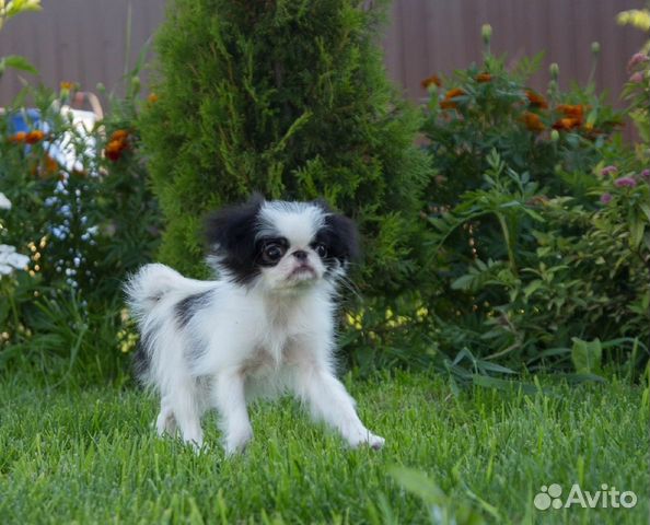 Японский хин