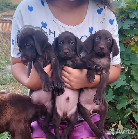 Щенки курцхаара