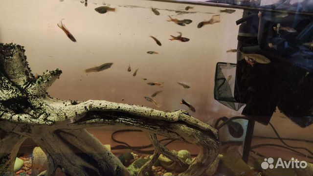 Рыбки гуппи бесплатно