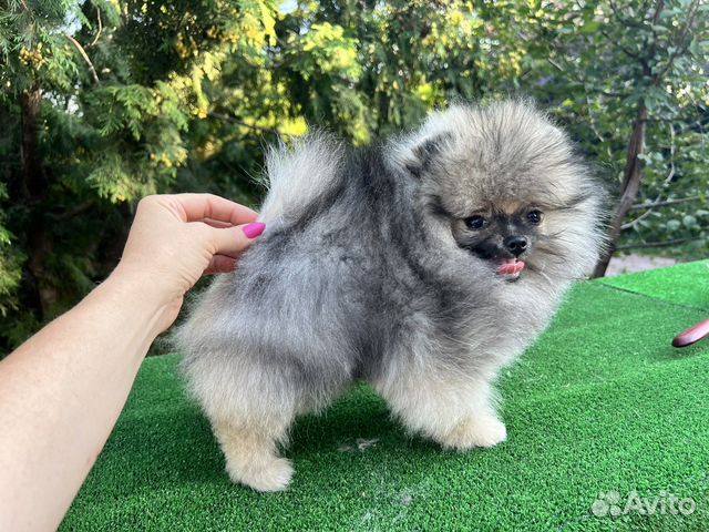 Шпиц померанский мини
