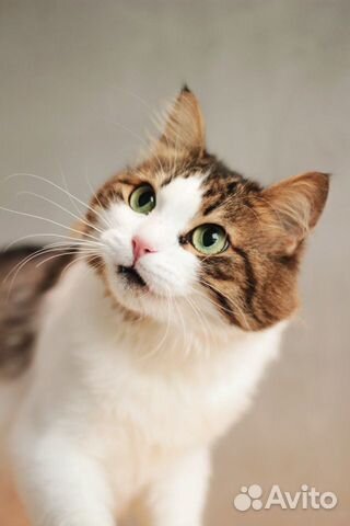 Красавица Люся в добрые руки