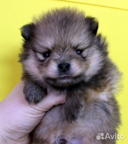 Померанские шпицы