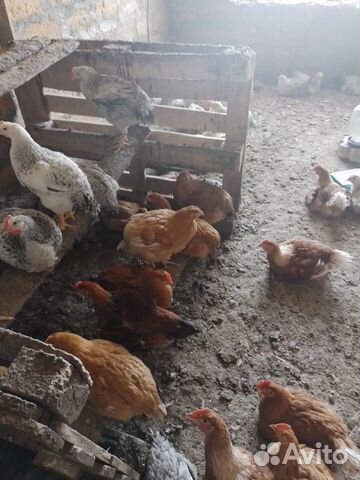 Продам индоутят цыплят цесарят