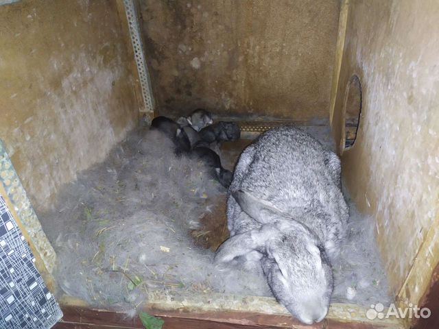 Крольчата мясные