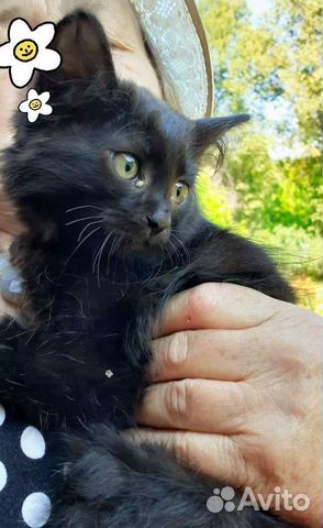 Черный пушистый котенок-девочка.,2,5 месяца