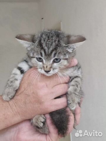 Ариэль пушистый шарик