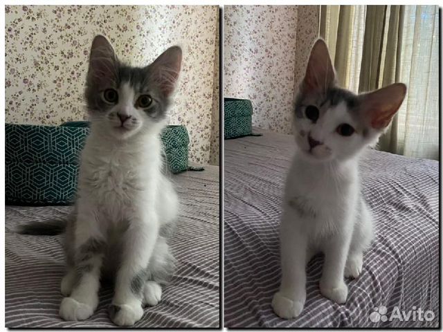 Замечательные котята Ася и Лиза ищут новый дом