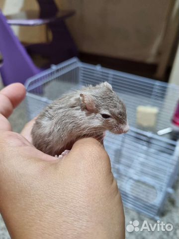 Мышь песчанка