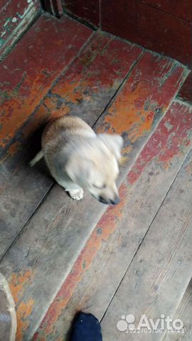 Одам бесплатно