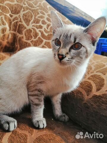 Бурманские котята