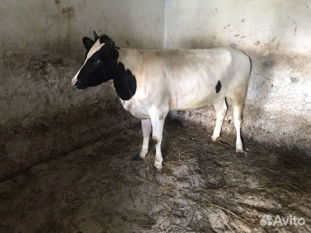 Продам быков и телок