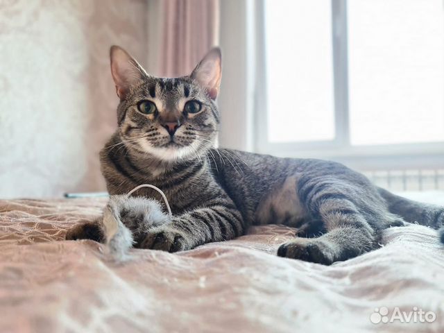 Котик очень ласковый