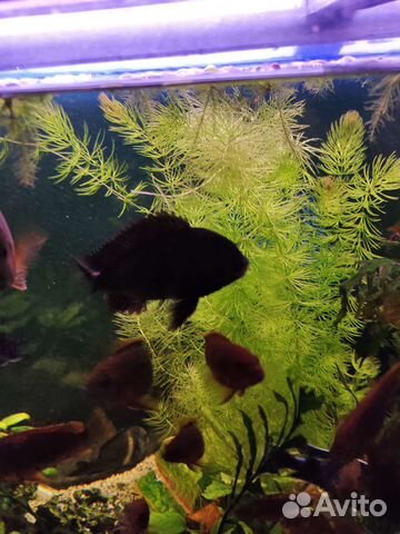 Самец трофеуса бемба рэд