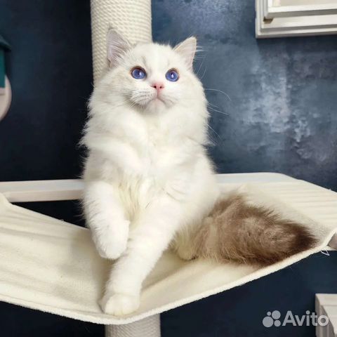 Boy, 3 мес, рэгдолл с родословной