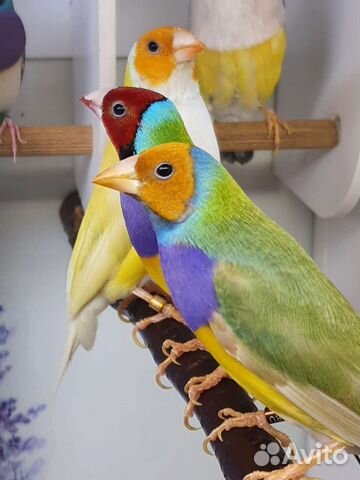 Амадины гульда