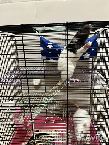 Отдам двух девочек крысок в добрые руки