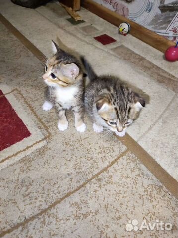 Британские котята