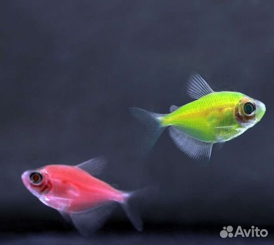 Тернеция карамелька