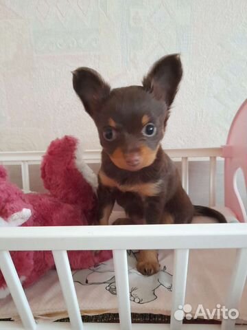 Длинношерстный той-терьер щенки