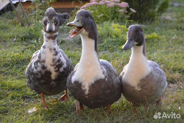 Утята подрощенные