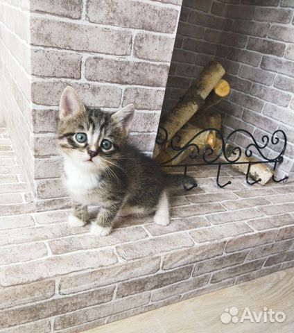 Котëнок(Девочка)