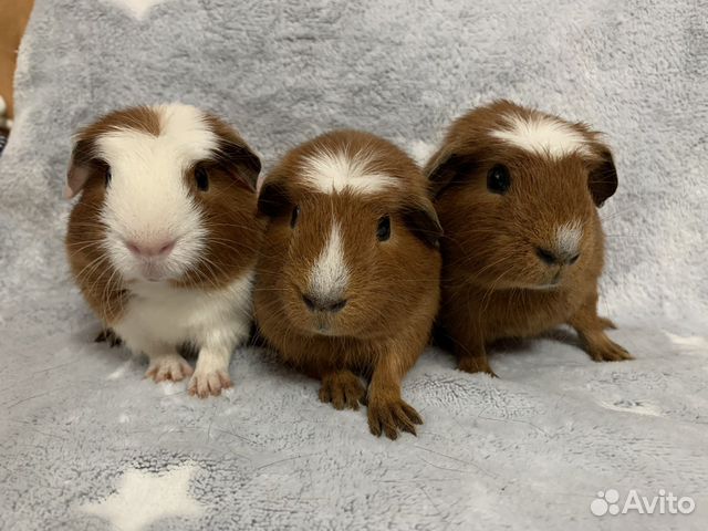 Морские свинки крестед мальчики малыши