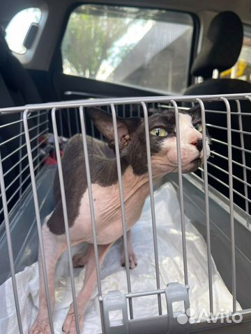 Канадский сфинкс потерянный