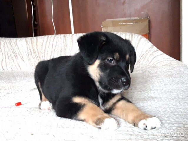 Толстушечка-пампушечка 1,5 месяца в добрые руки