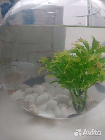 Аквариум с рыбкой