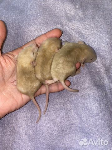 Крысята дамбо фавн рыжики.крыса.доставка