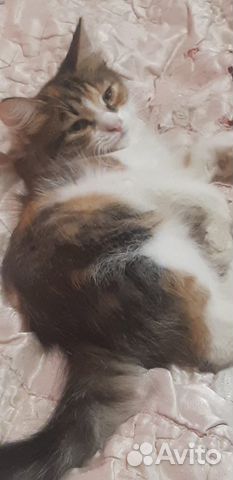 Котенок девочка 3 мес.ищет дом